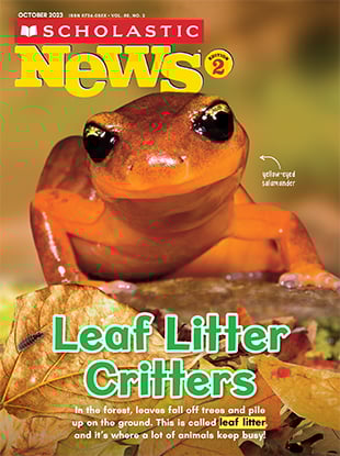 Leaf Litter Critters - October 2023