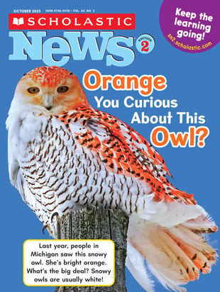 Orange You Curious About This Owl? - October 2025